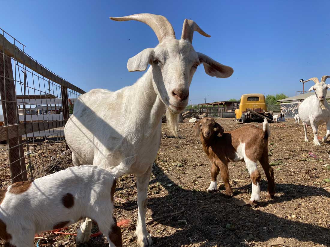 Swank Farms Experience opens Oct. 1 with HopTober Fest - SanBenito.com ...