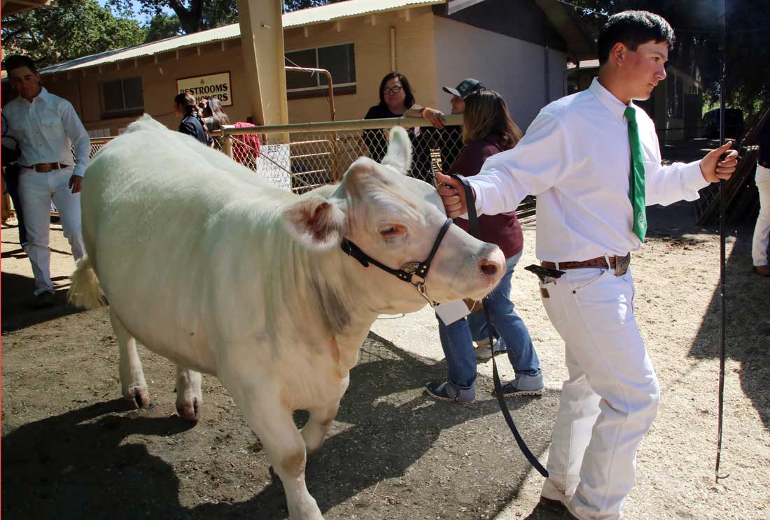 County fair kicks off with excited crowds - SanBenito.com | Hollister, San Juan Bautista, CA